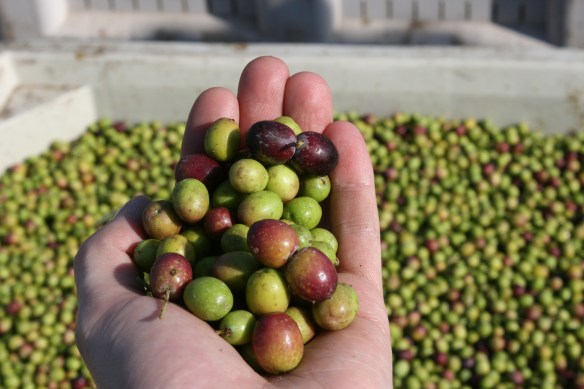 About | California Olive Oil